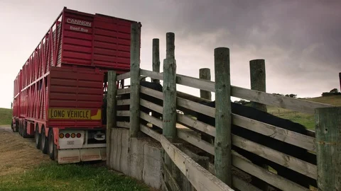 Cattle loading onto truck at sunrise for... | Stock Video | Pond5