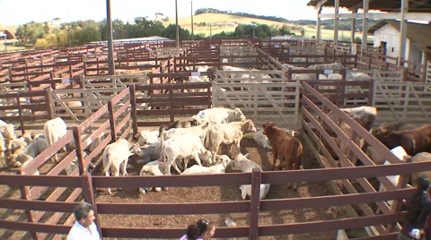 Show 1 24 Stock Videos – Royalty-Free HD & 4K Videos | Pond5