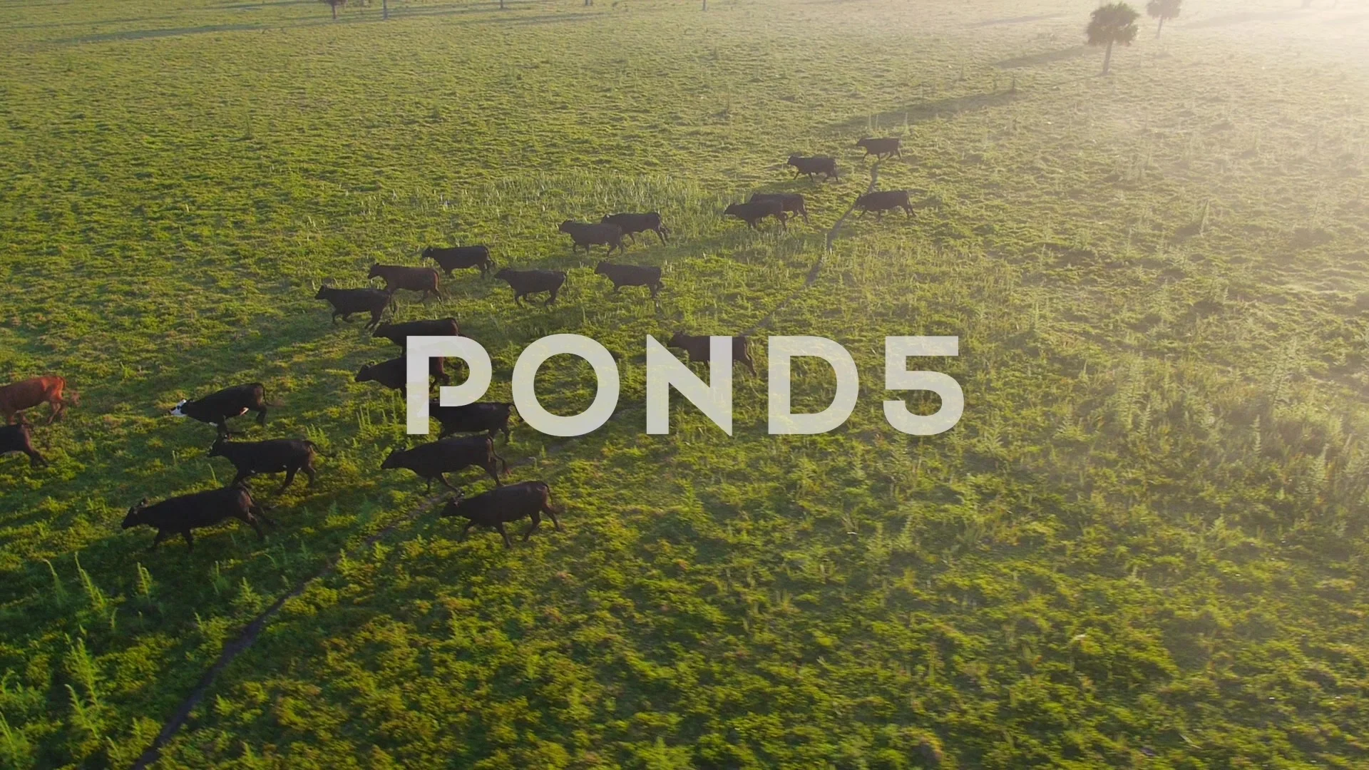 Cattle Stampede Sketch