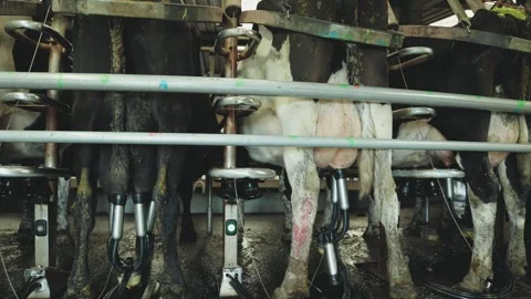 cattle standing side by side on a rotati... | Stock Video | Pond5