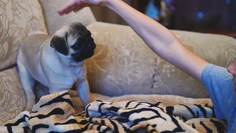 Frown Dog Stock Videos – Royalty-Free HD & 4K Videos | Pond5