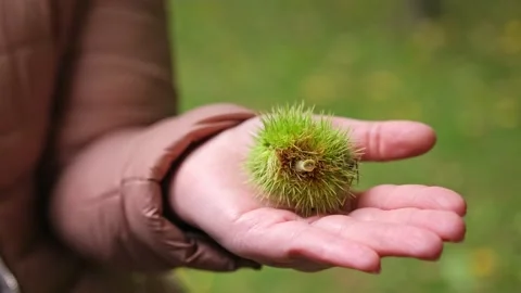 Caucasian Female Holding Edible Chestnut... | Stock Video | Pond5