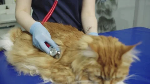 Female Castrator Stock Videos – Royalty-Free HD & 4K Videos