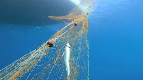 Hanging Net Stock Videos – Royalty-Free HD & 4K Videos | Pond5