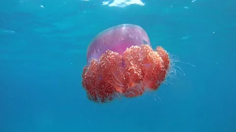 Jelly Stock Footage ~ Royalty Free Stock Videos | Pond5