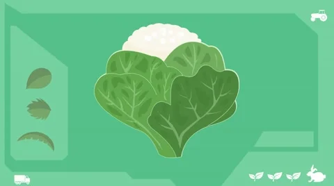 cauliflower - Vector Graphics - Food An... | Stock Video | Pond5