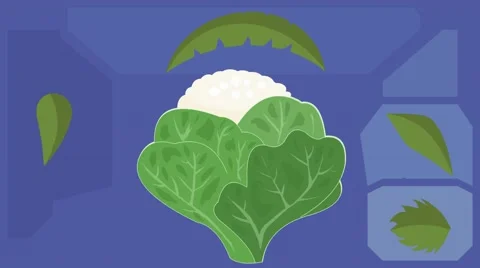 cauliflower - Vector Graphics - Food An... | Stock Video | Pond5