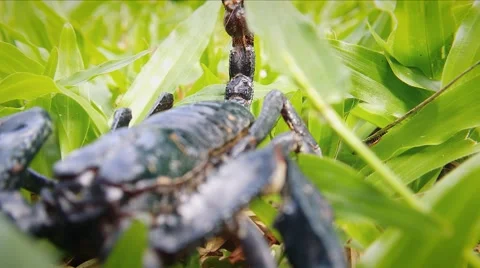 Caution Danger Stock Videos – Royalty-Free HD & 4K Videos | Pond5