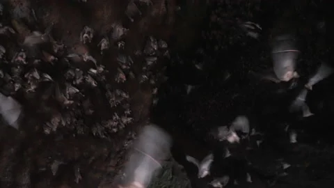 Cave wall of flying foxes scattering awa... | Stock Video | Pond5