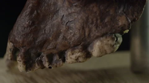 Caveman Skull - Australopithecus and Evo... | Stock Video | Pond5