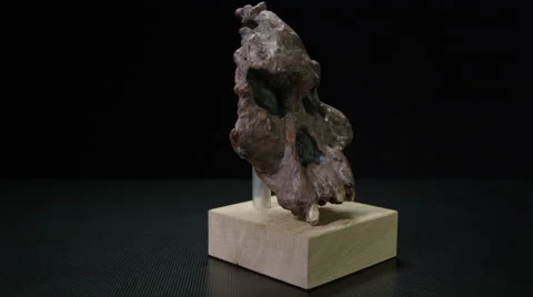 Australopithecus Stock Footage ~ Royalty Free Stock Videos | Pond5