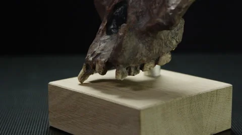 Australopithecus Stock Footage ~ Royalty Free Stock Videos | Pond5