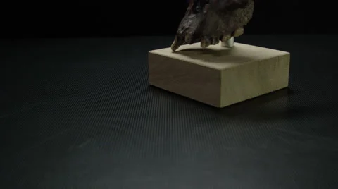 Australopithecus Stock Footage ~ Royalty Free Stock Videos | Pond5