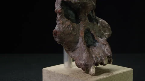 Australopithecus Stock Footage ~ Royalty Free Stock Videos | Pond5