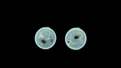 Caviar fish under microscope, Chordata p... | Stock Video | Pond5