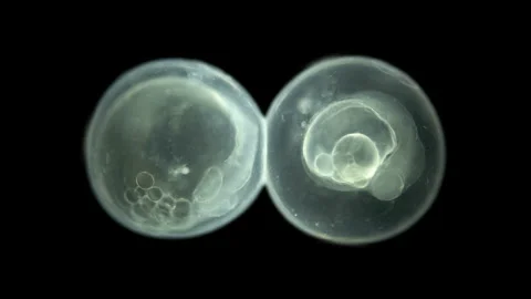 Caviar fish under microscope, Chordata p... | Stock Video | Pond5