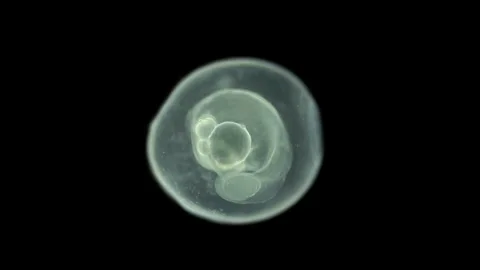 Caviar fish under microscope, Chordata p... | Stock Video | Pond5