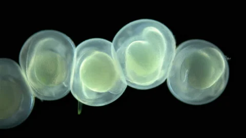 Caviar fish under a microscope, movement... | Stock Video | Pond5