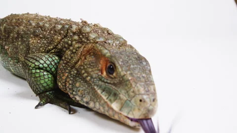 Cayman lizard walking slow motion on whi... | Stock Video | Pond5