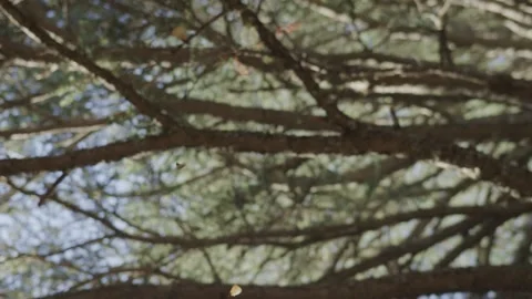 Cedar seeds falling from a cedar tree du... | Stock Video | Pond5