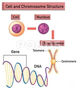 Cell and Chromosome Structure infographic: Graphic #170984597