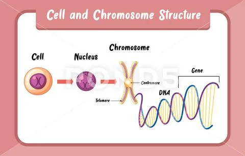 Cell and Chromosome Structure infographic Illustration #171275404