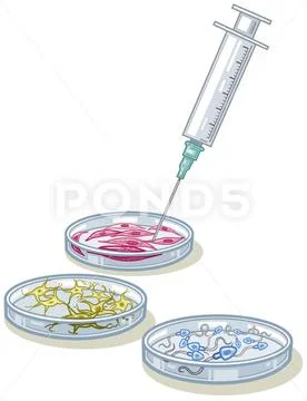 Cell culture Cell culture: muscle cell, neuron and spermatozoa ...