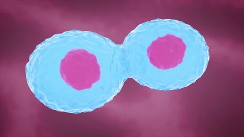 Cell Division 3D Animation | Stock Video | Pond5