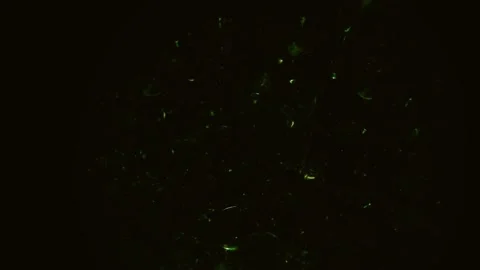 Cell division, formation of morula and e... | Stock Video | Pond5