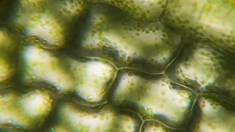 Cell division. View of leaf surface show... | Stock Video | Pond5