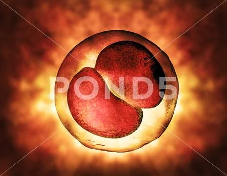 Cell embryo, Mitosis under microscope Illustration #82601080