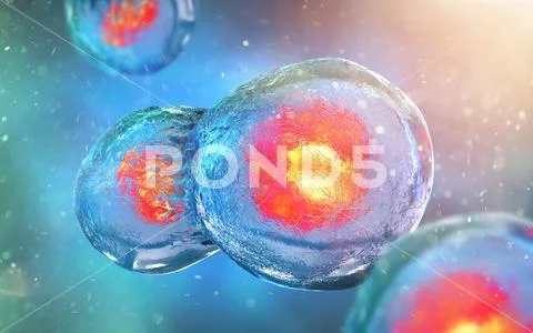 Cell embryo, Mitosis under microscope. 3D illustration: Graphic #117473269