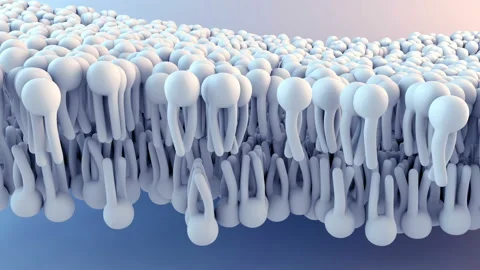 Cell membrane, animation | Stock Video | Pond5