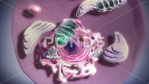 Cell structure and components, mitochondria, nucleus and cytoplasm ...
