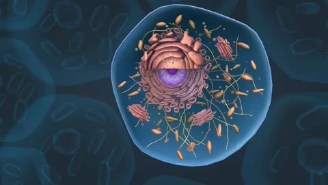 Cell Structure and Functions, Cell Organ... | Stock Video | Pond5