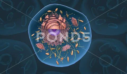 Cell Structure and Functions, Cell Organelles ~ Clip Art #229559103
