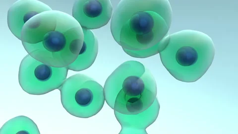 Bacteria Divide Stock Videos – Royalty-Free HD & 4K Videos | Pond5