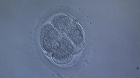 Cellular division of an in vitro fetus u... | Stock Video | Pond5