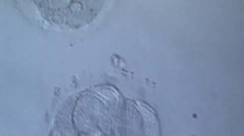 Cellular division of an in vitro fetus u... | Stock Video | Pond5