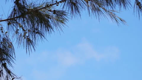 Cemara laut (Casuarina equisetifolia), p... | Stock Video | Pond5