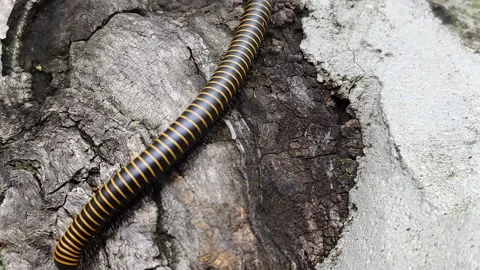 A centipede climbing along an old tree | Stock Video | Pond5