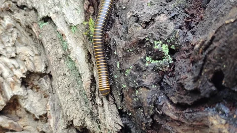 A centipede climbing along an old tree | Stock Video | Pond5