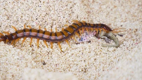 Centipede, Scolopendra eats gecko on the... | Stock Video | Pond5