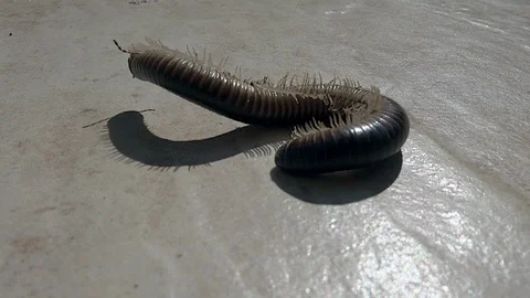 A centipede worm moving on the ground | Stock Video | Pond5