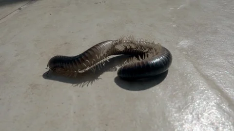 Worm Life Land Stock Video Footage | Royalty Free Worm Life Land Videos ...