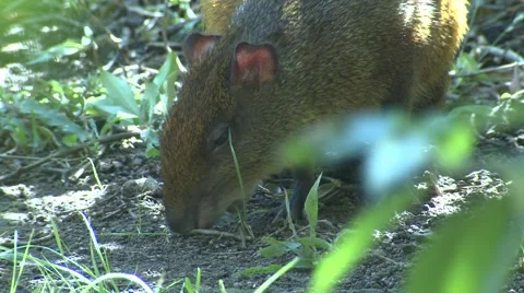 Agouti Stock Video Footage | Royalty Free Agouti Videos | Pond5