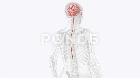 The central nervous system is the brain and spinal cord Illustration ...