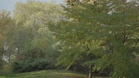 Central Park Manhattan NYC Fall Foliage ... | Stock Video | Pond5