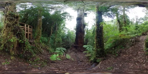 Alerce Stock Video Footage | Royalty Free Alerce Videos | Pond5