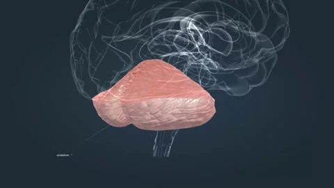 The cerebellum is one of the balance org... | Stock Video | Pond5